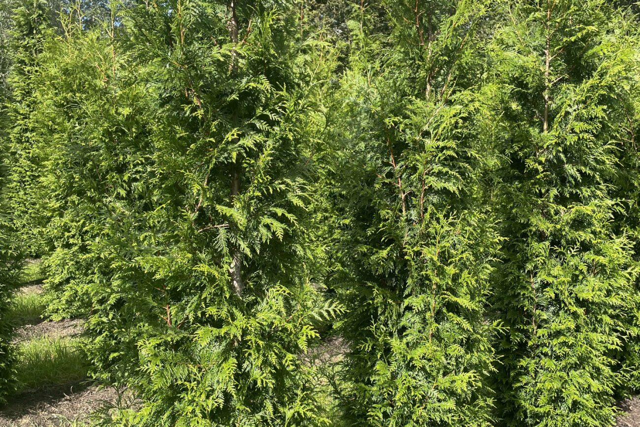 Thuja Plicata Excelsa - Haagplant